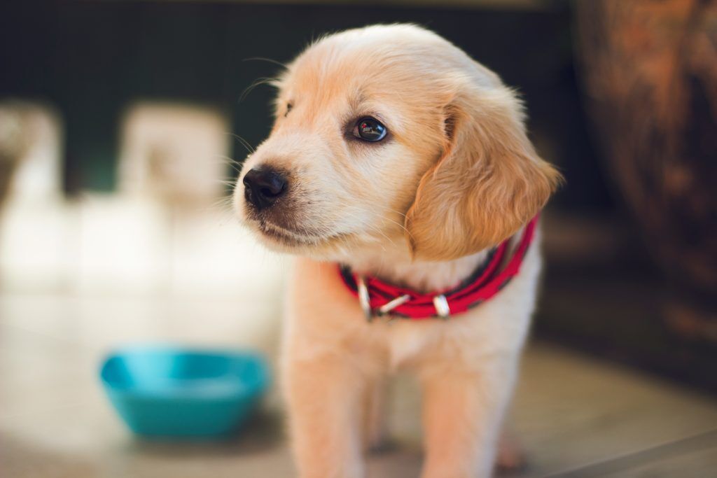 Top 10 Pet Classified Sites in the US