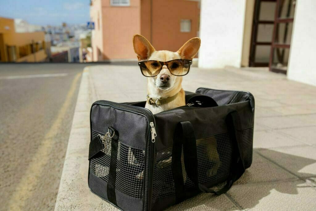 How Much Does It Cost to Fly a Dog? 2026 Airline Fees Guide