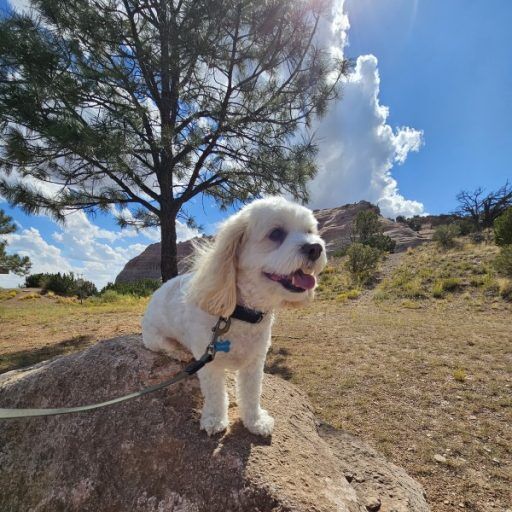 PuppySpot Review — the Best Place to Buy a Puppy - CitizenShipper Blog
