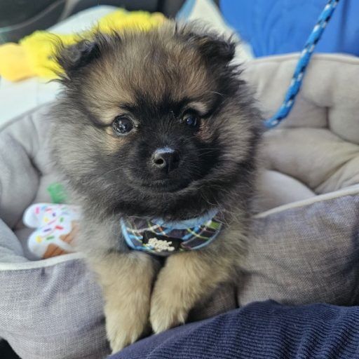 PuppySpot Review — the Best Place to Buy a Puppy - CitizenShipper Blog