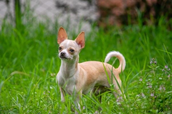 10 Popular Purse Dog Breeds: Tiny Companions