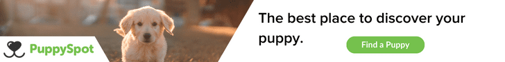 PuppySpot Review — the Best Place to Buy a Puppy - CitizenShipper Blog