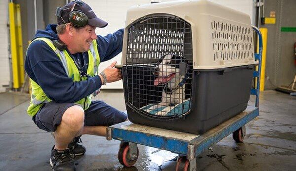 How do dogs get shipped on planes? The whole process explained
